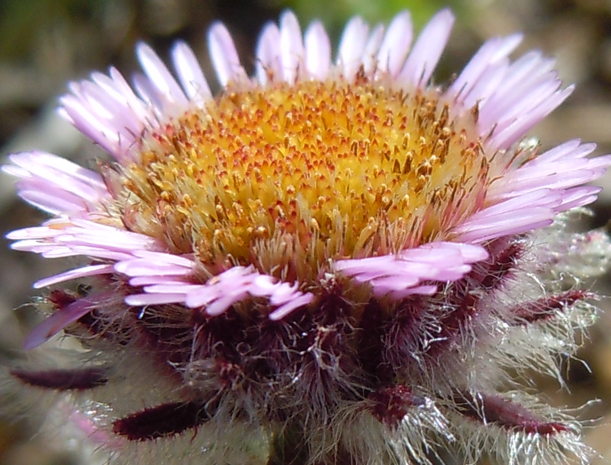 Erigeron borealis | North American Rock Garden Society