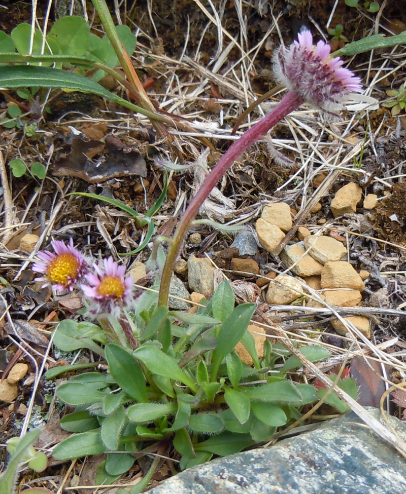 Erigeron borealis | North American Rock Garden Society