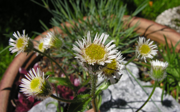 Erigeron borealis | North American Rock Garden Society