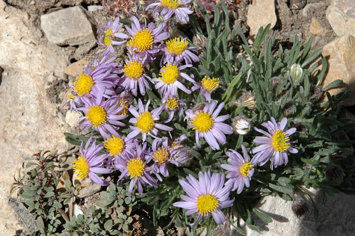 Erigeron nanus | North American Rock Garden Society