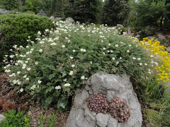 Erodium chrysanthum | North American Rock Garden Society