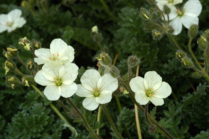 Erodium chrysanthum | North American Rock Garden Society