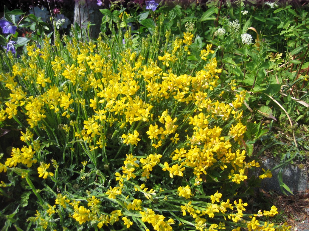 Genista sagittalis | North American Rock Garden Society