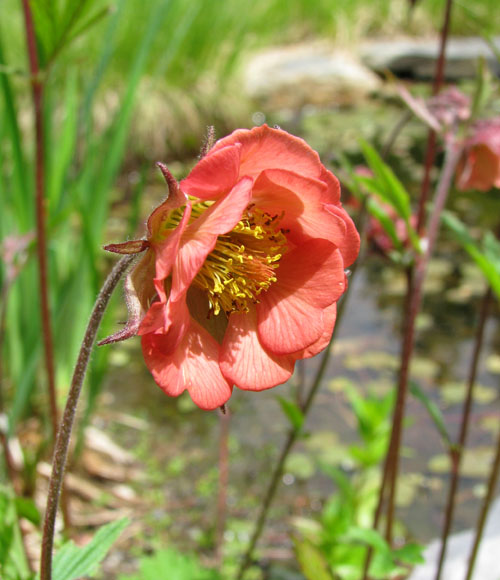 Geum 'Leonard's Variety' | North American Rock Garden Society