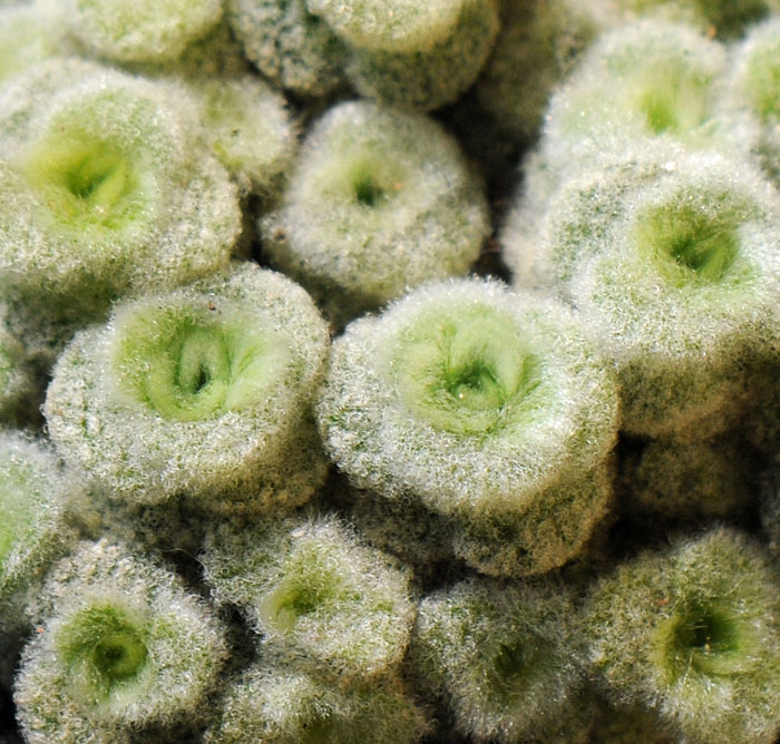 Haastia pulvinaris | North American Rock Garden Society