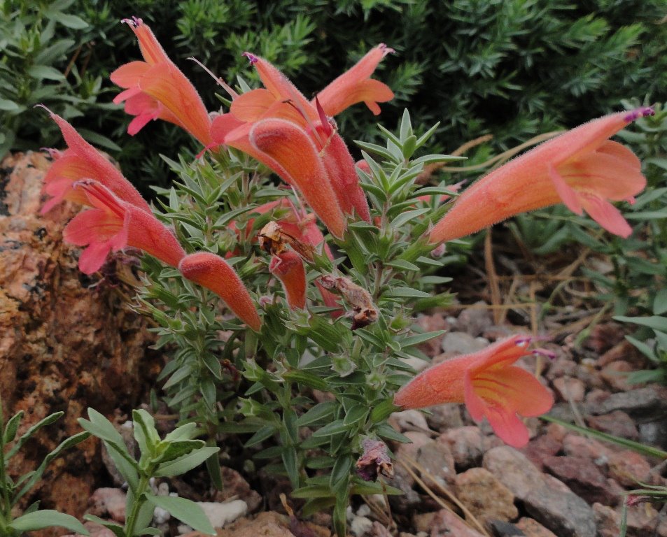 Hedeoma ciliolatum | North American Rock Garden Society