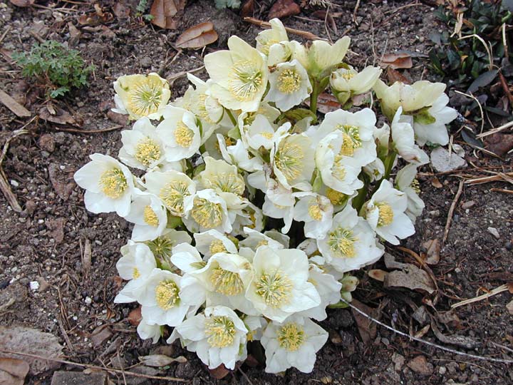 Helleborus Niger North American Rock Garden Society