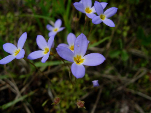 Houstonia caerulea | North American Rock Garden Society