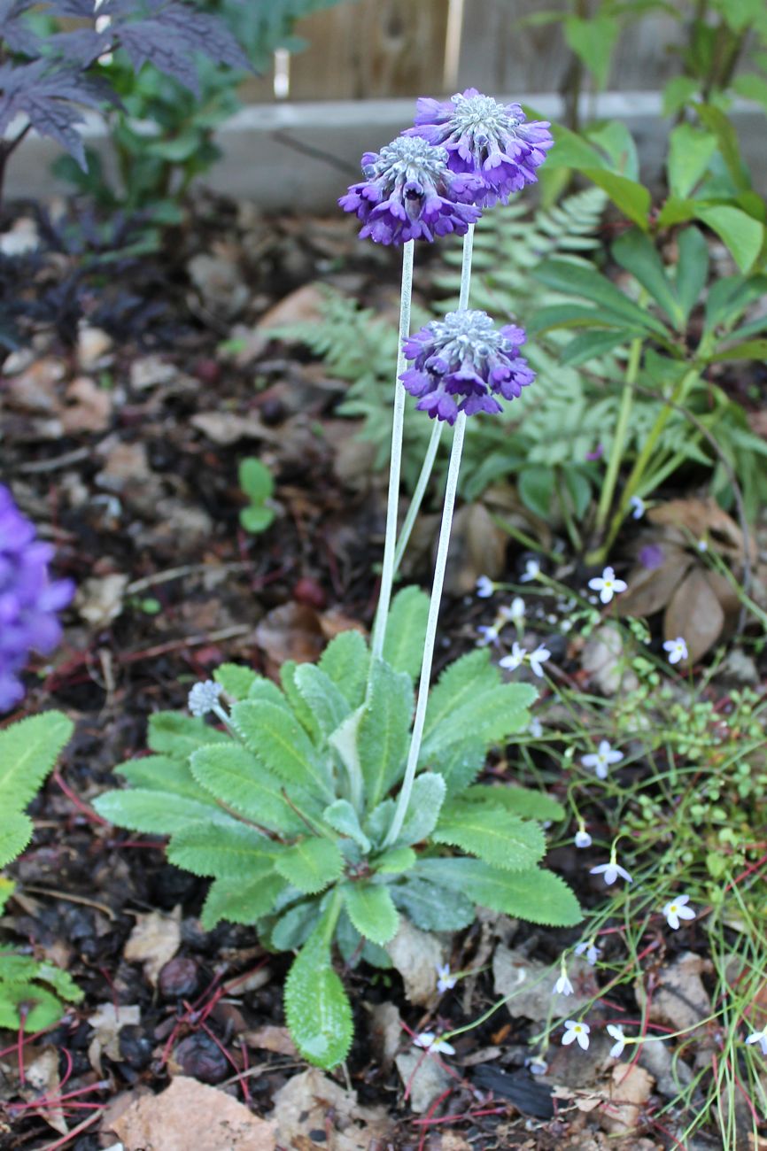 Primula capitata | North American Rock Garden Society