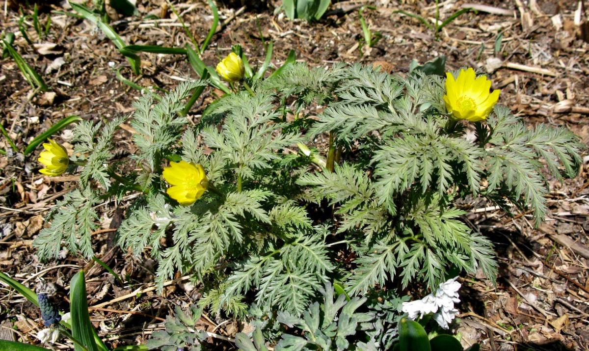 Adonis x amurensis 'Fukujukai' | North American Rock Garden Society