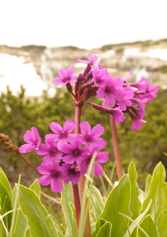 Primula deorum | North American Rock Garden Society
