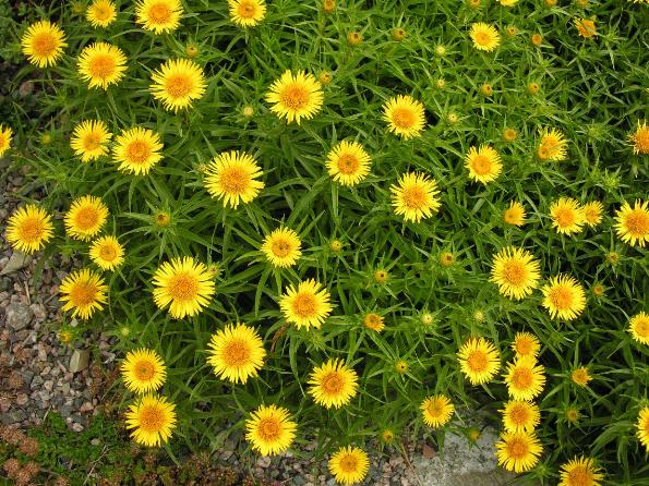 Inula ensifolia 'Compacta' | North American Rock Garden Society