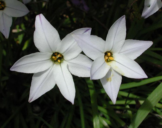 Ipheion uniflorum | North American Rock Garden Society