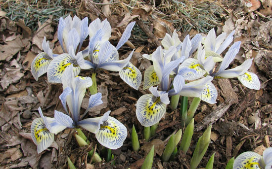 Iris X histrioides 'Katherine Hodgkin' | North American Rock Garden Society