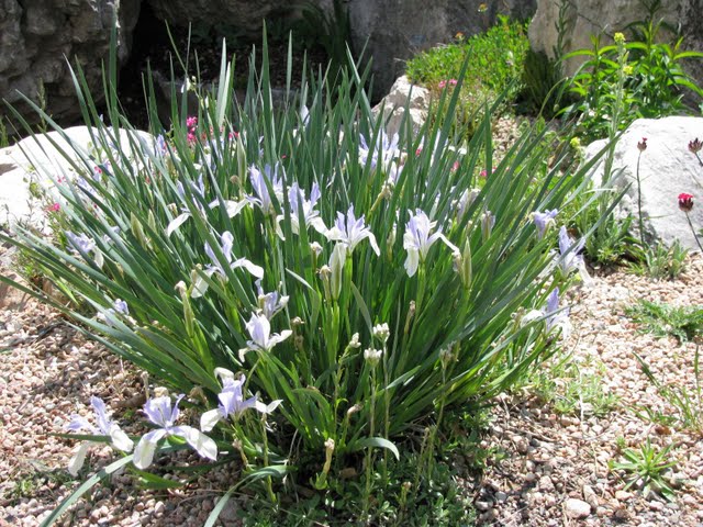 Iris lactea | North American Rock Garden Society