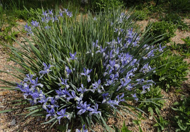 Iris lactea | North American Rock Garden Society