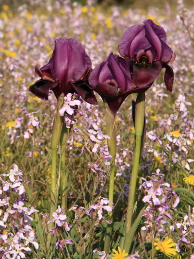 Iris mairiae | North American Rock Garden Society