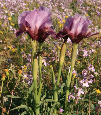 Iris mairiae | North American Rock Garden Society