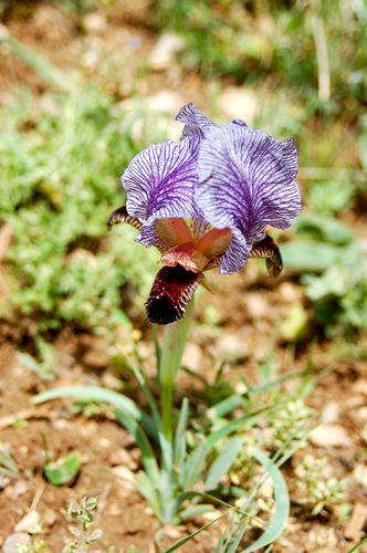 Iris sari x paradoxa? | North American Rock Garden Society