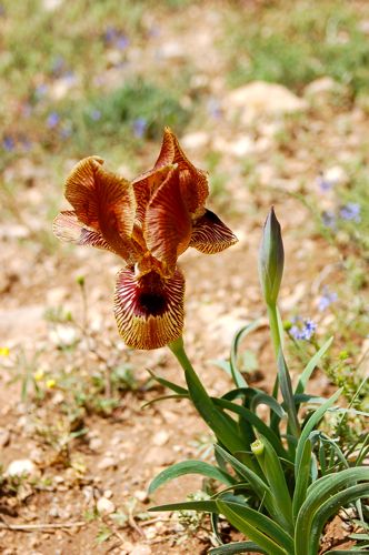 Iris sari | North American Rock Garden Society