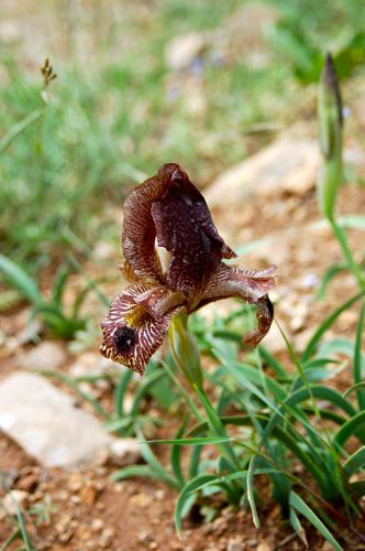 Iris sari | North American Rock Garden Society
