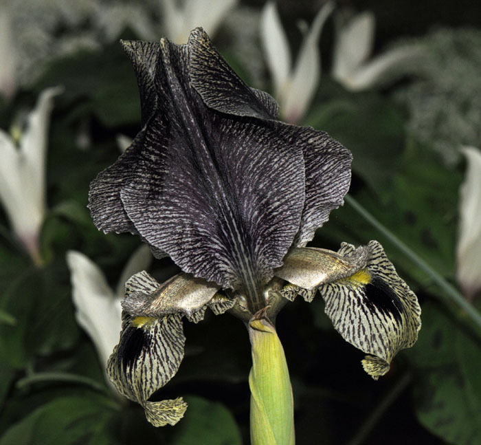 Iris sari | North American Rock Garden Society