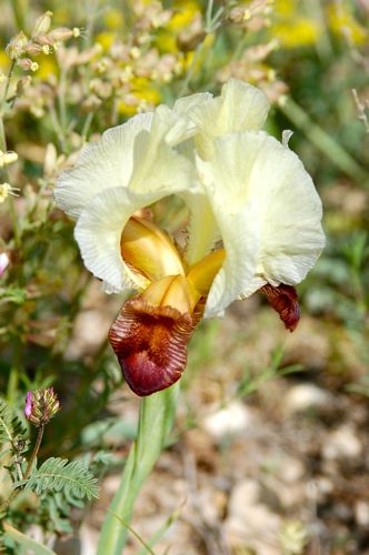 Iris urmiensis x paradoxa? | North American Rock Garden Society