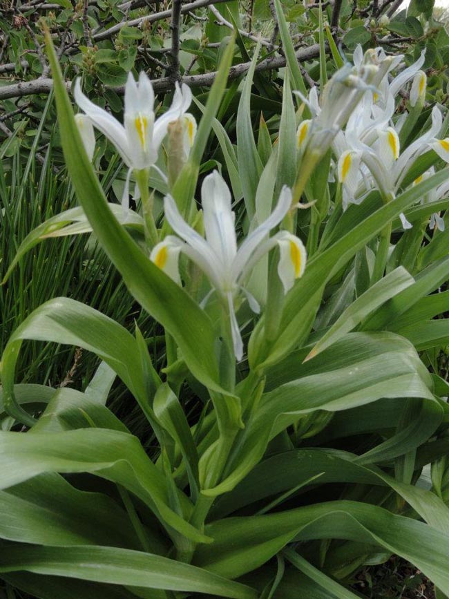 Iris vicaria | North American Rock Garden Society