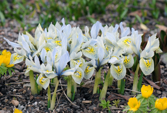 Iris X histrioides 'Kathleen Hodgkin' | North American Rock Garden Society