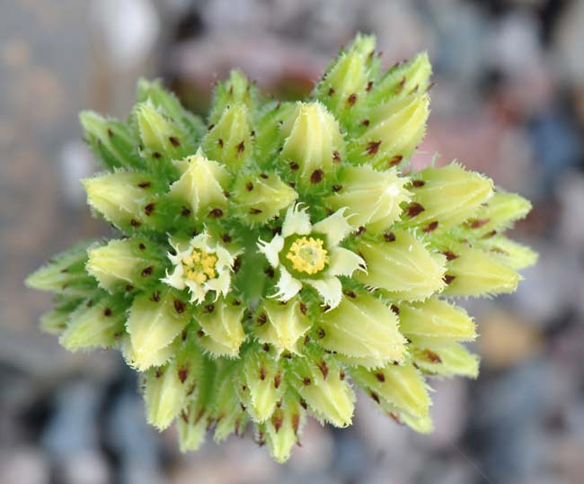 Jovibarba heuffelii | North American Rock Garden Society