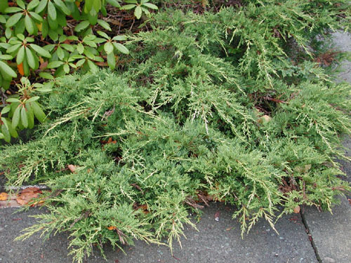 Juniperus chinensis 'Pfitzeriana' | North American Rock Garden Society
