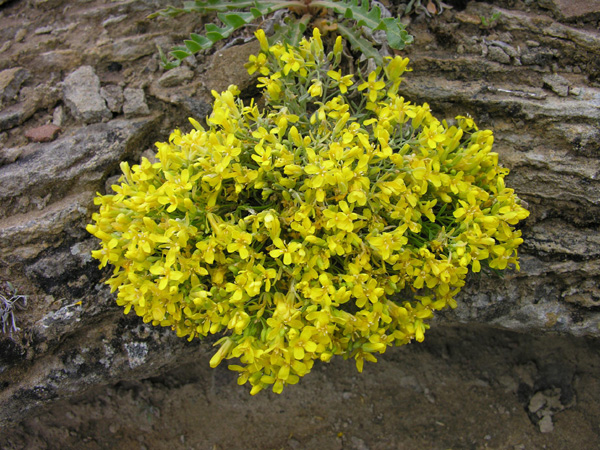 Physaria arenosa | North American Rock Garden Society