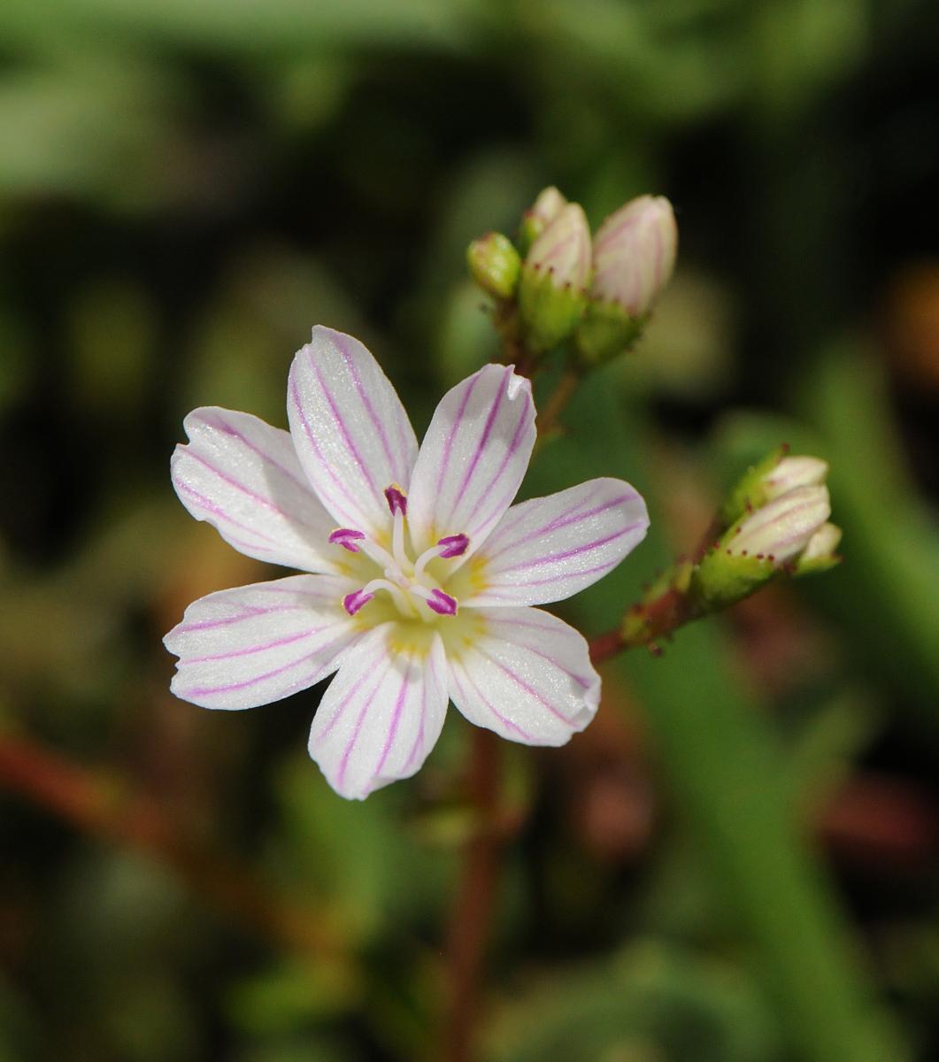 Lewisia columbiana | North American Rock Garden Society