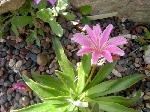 Lewisia longipetala 'Little Plum' | North American Rock Garden Society