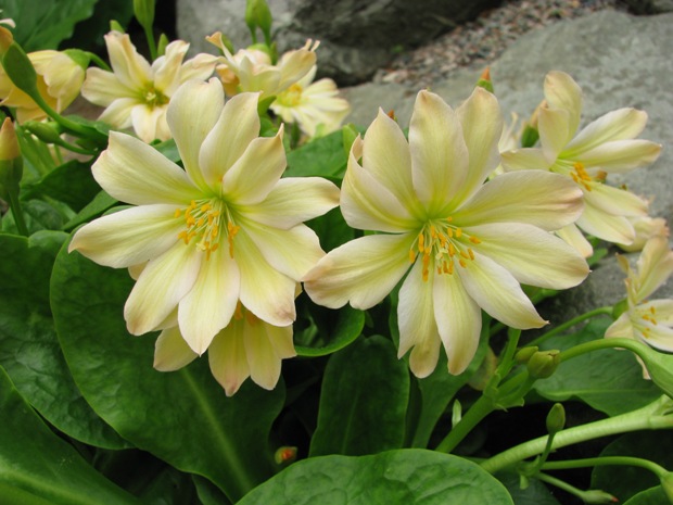 Lewisia tweedyi | North American Rock Garden Society