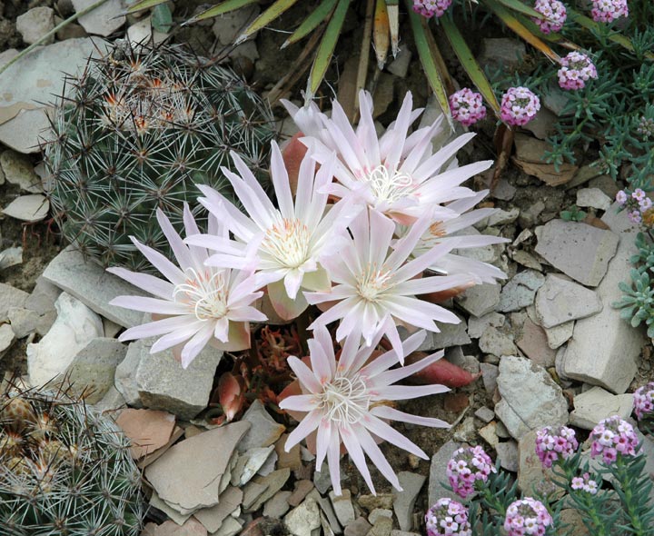 Lewisia rediviva | North American Rock Garden Society