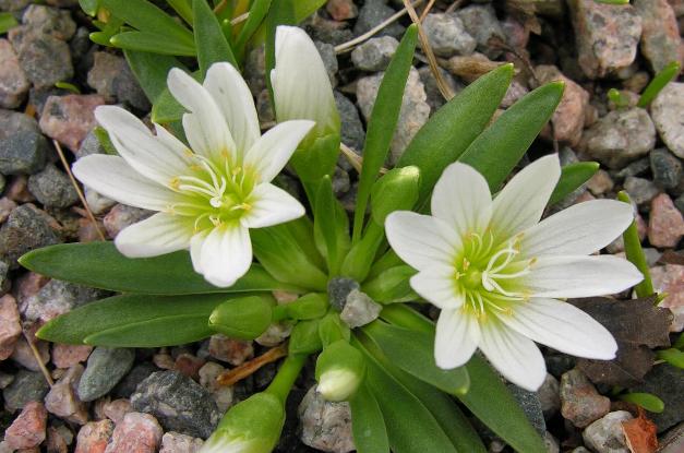 Lewisia nevadensis | North American Rock Garden Society