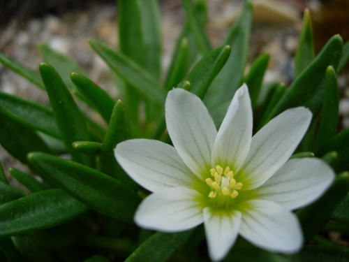 Lewisia nevadensis | North American Rock Garden Society