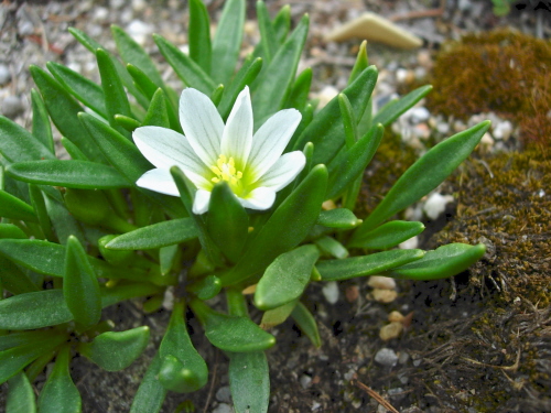 Lewisia nevadensis | North American Rock Garden Society