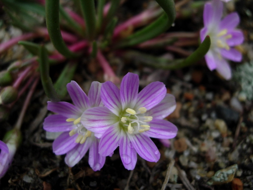 Lewisia pygmaea | North American Rock Garden Society