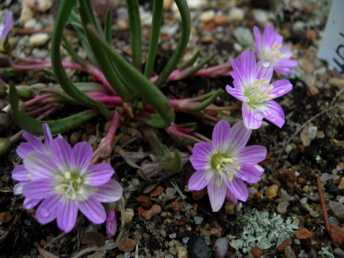Lewisia pygmaea | North American Rock Garden Society