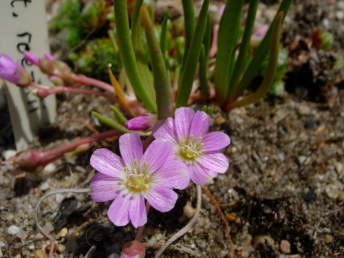 Lewisia pygmaea | North American Rock Garden Society