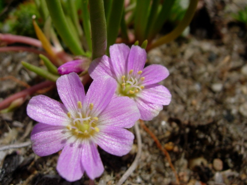 Lewisia pygmaea | North American Rock Garden Society