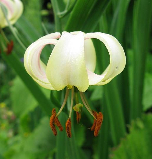 Lilium cernuum 'Album' | North American Rock Garden Society