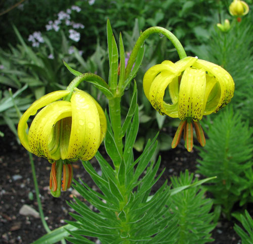 Lilium pyrenaicum | North American Rock Garden Society