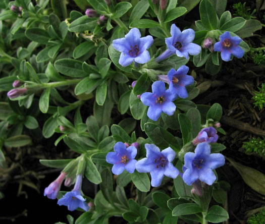 Lithodora oleifolia | North American Rock Garden Society