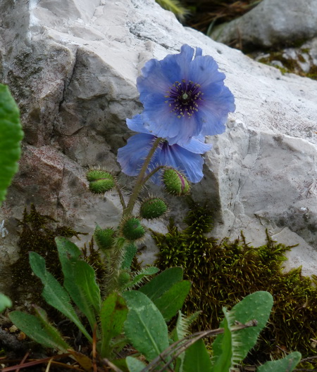 Meconopsis racemosa | North American Rock Garden Society