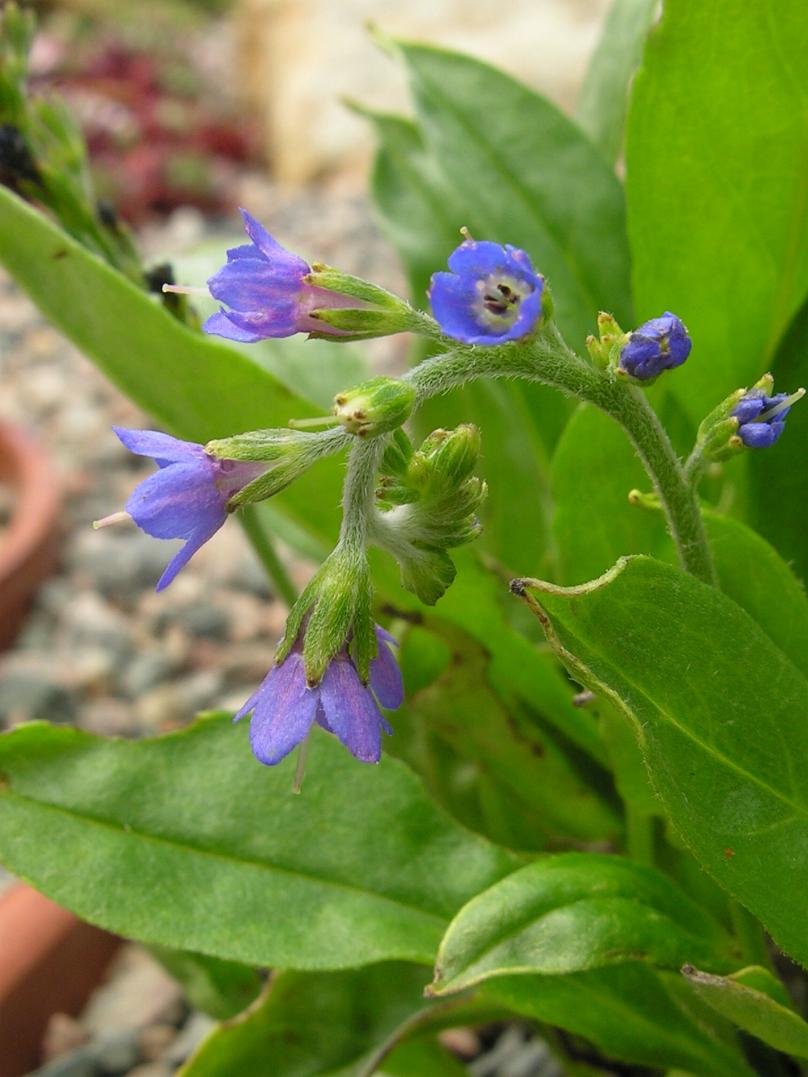 Mertensia primuloides | North American Rock Garden Society