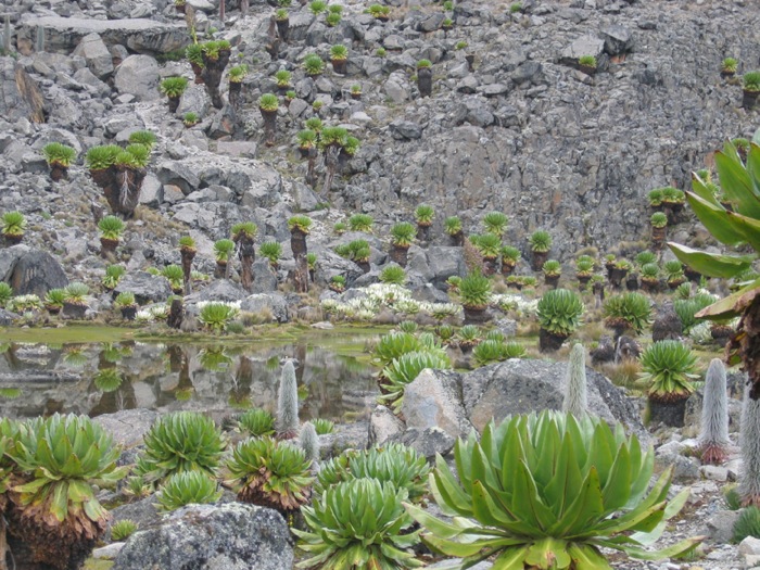 Senecio sp | North American Rock Garden Society