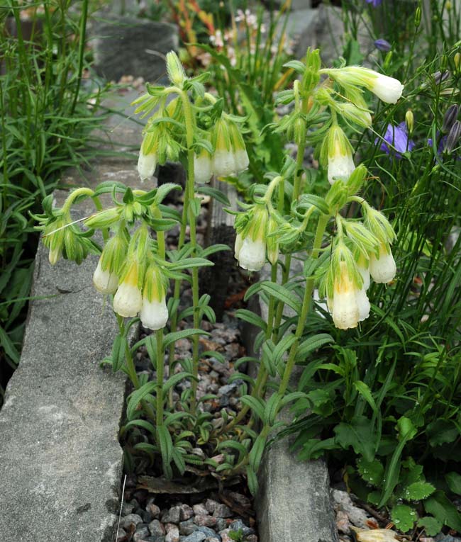 Onosma nanum | North American Rock Garden Society